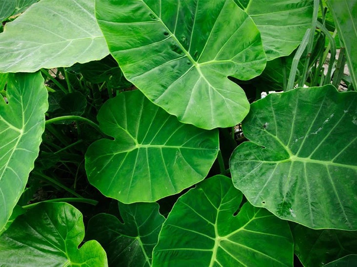 Taro Root Elephant Ear Bulbs 3-pack- Sprouted Edible Plants, Water ...