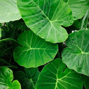 Taro Root Elephant Ear Bulbs 3-pack- Sprouted Edible Plants, Water ...