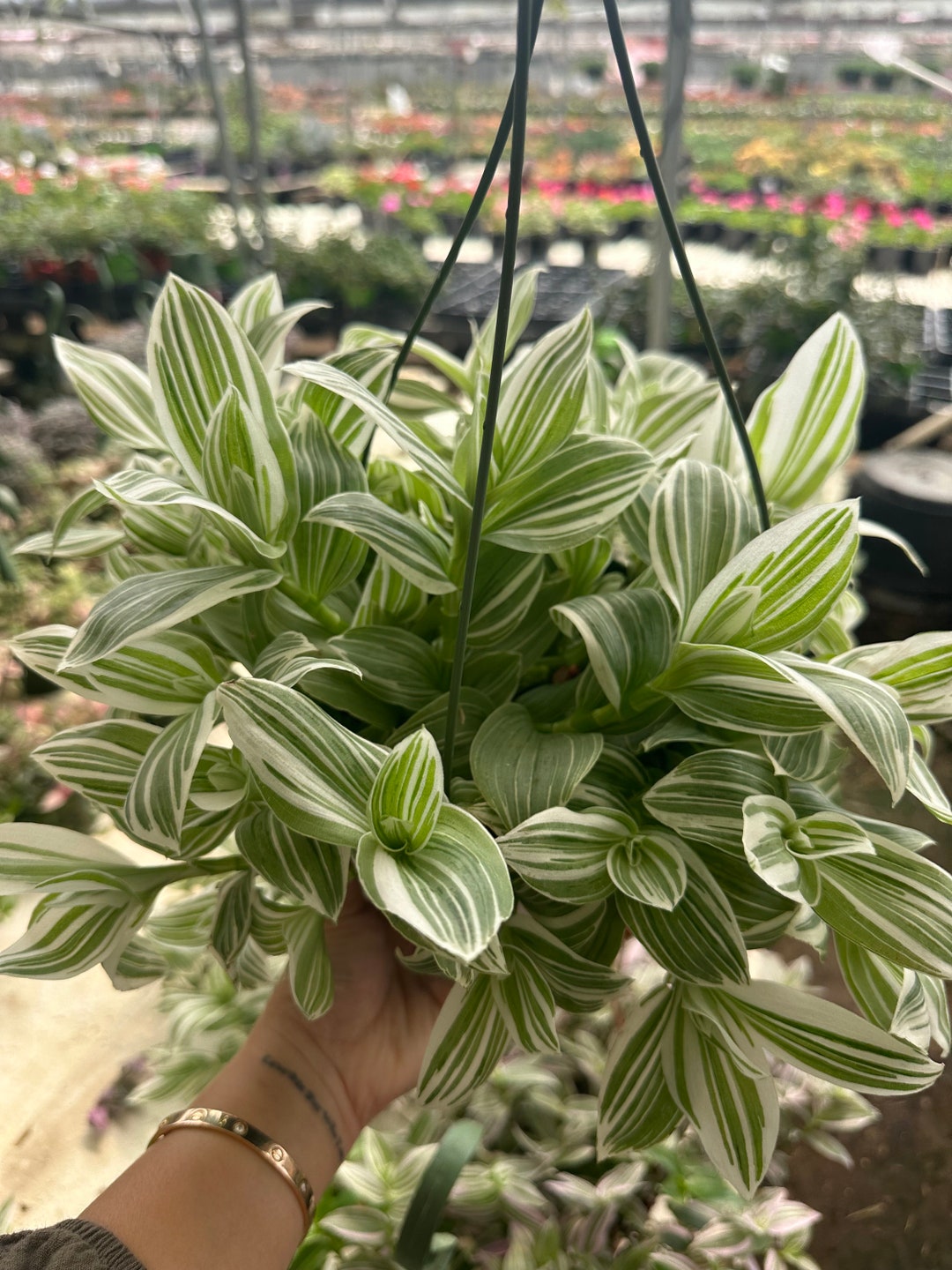 White Tradescantia Stripe Albiflora Variegata in 6' Pot - Etsy