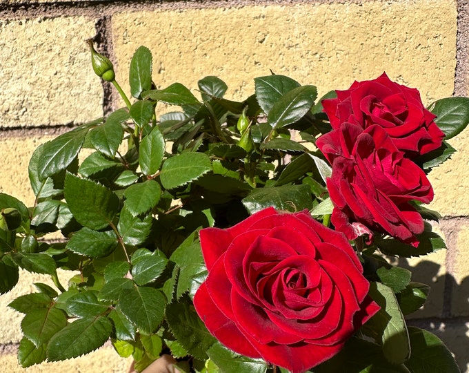 RARE-MINIATURE ROSE Red Flower Plant Tree 3,10,20 or 30 Seeds combined ...