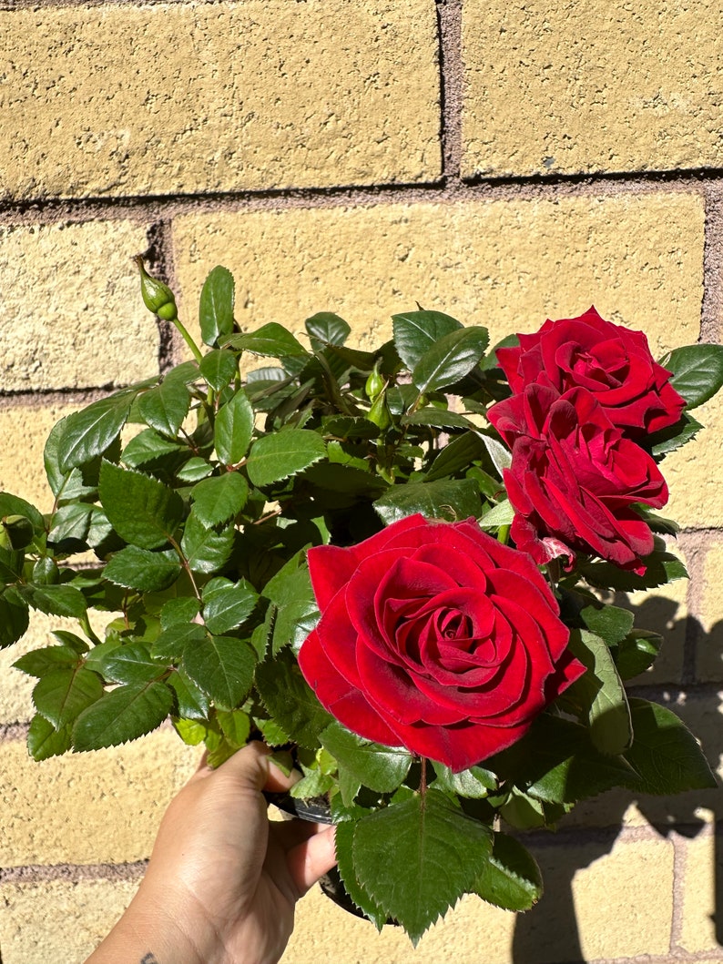 Red Miniature Rose Live Plant, Mini Rose Bush, Own Root Rose Starter ...