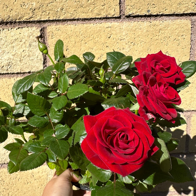 Rose Bush - Etsy