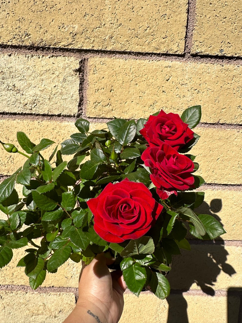 Red Miniature Rose Live Plant, Mini Rose Bush, Own Root Rose Starter ...