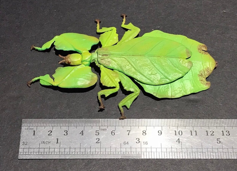 Malaysian Giant Leaf Insect PVC Figure - Etsy