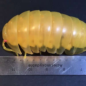 Plastic Pill Bug Roly Poly Insect Potato Bug Isopod Figure W/moving ...