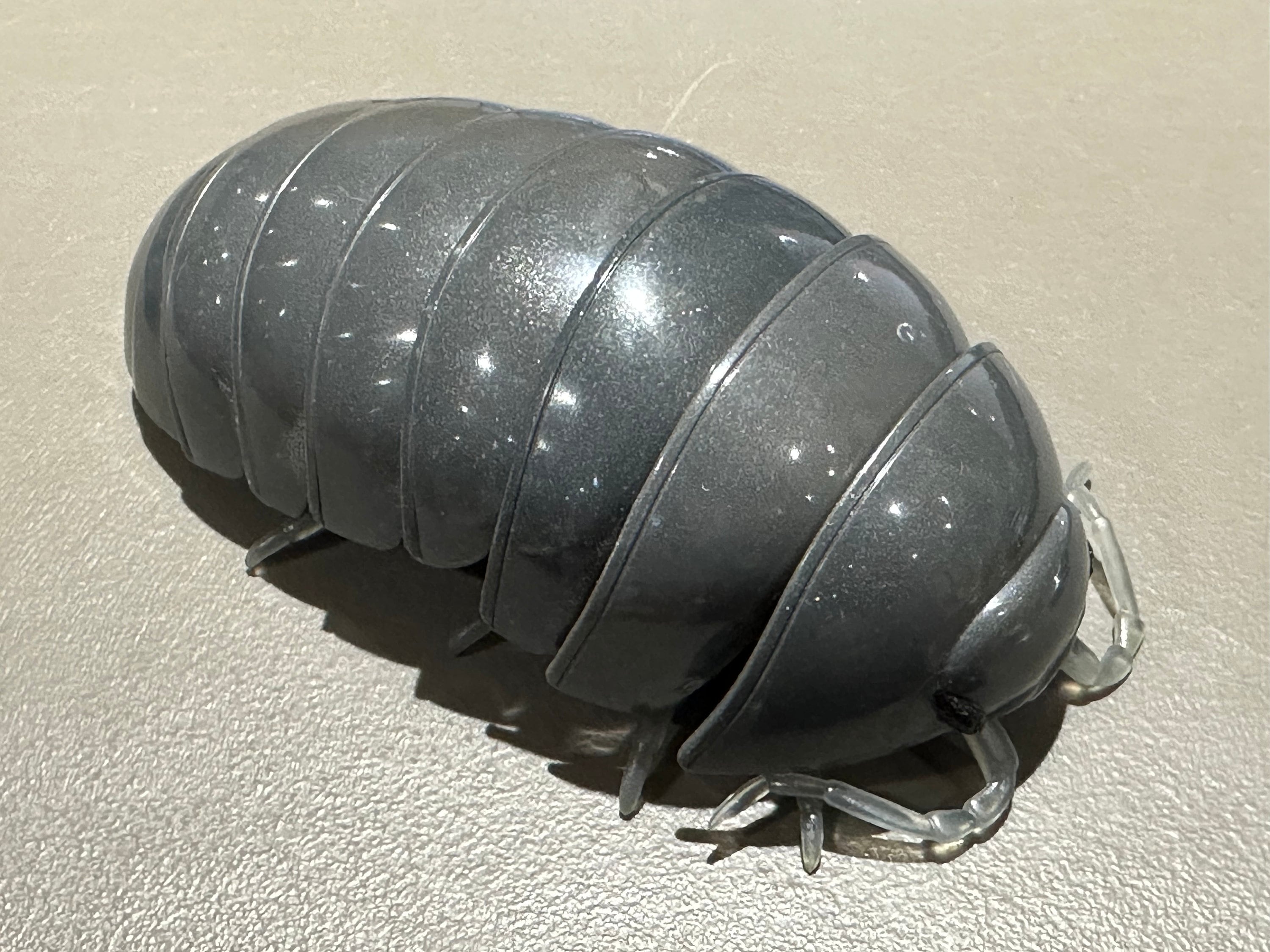 Giant Pill Bug Cooked