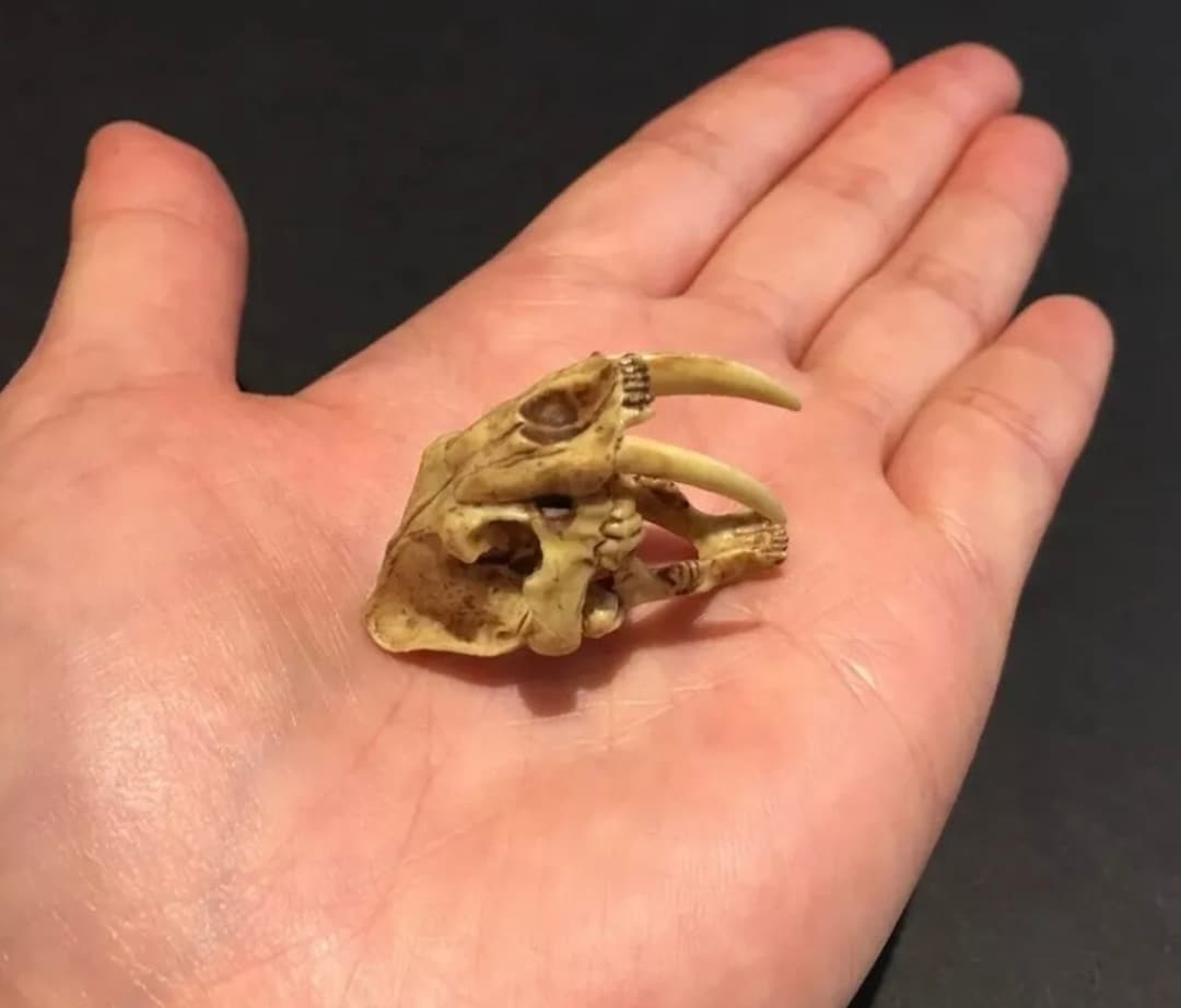 Vintage Kaiyodo Series 2 Smilodon Sabretooth Tiger Skull Skeleton ...