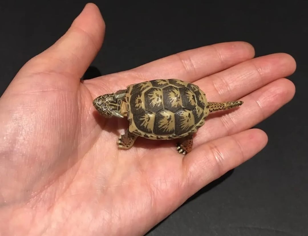 Vintage Kaiyodo Series 2 Meiolania Turtle Dinosaur Dinotales Plastic ...