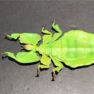 Malaysian Giant Leaf Insect PVC Figure - Etsy