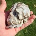 Mexican Banded Calcite Skull. This Unique Large Crystal Skull is Great ...