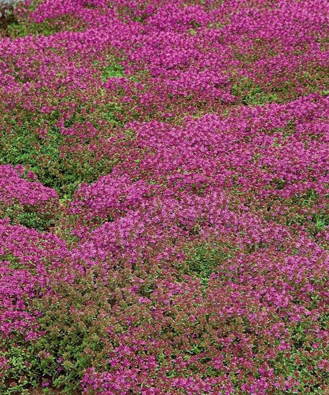 Graines de Thymus Serpyllum - 'Magic Carpet' - Thym rampant - couvre ...