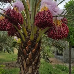 15+ Phoenix Dactylifera Ajwa Date Seeds - Etsy