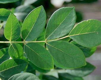 Seeds for Planting, Maackia Amurensis Seeds, Amur Maackia, Chinese ...