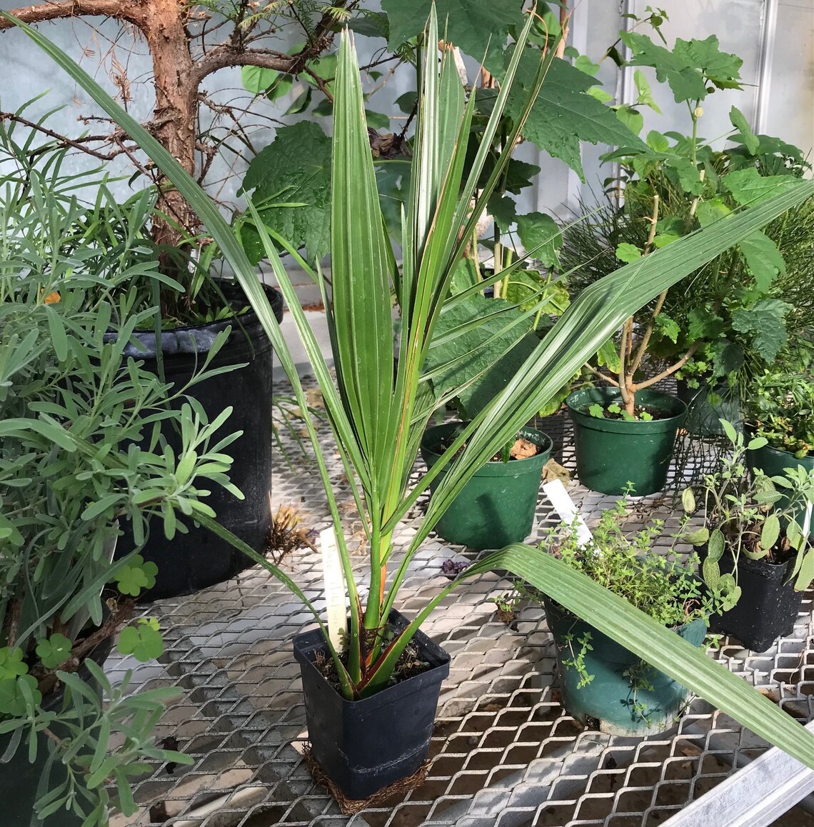 15+ Medjool Date Palm Phoenix Dactylifera Seeds - Etsy