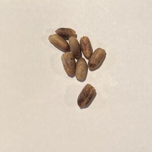 15+ Phoenix Dactylifera Ajwa Date Seeds - Etsy
