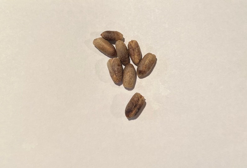 15+ Phoenix Dactylifera Ajwa Date Seeds - Etsy