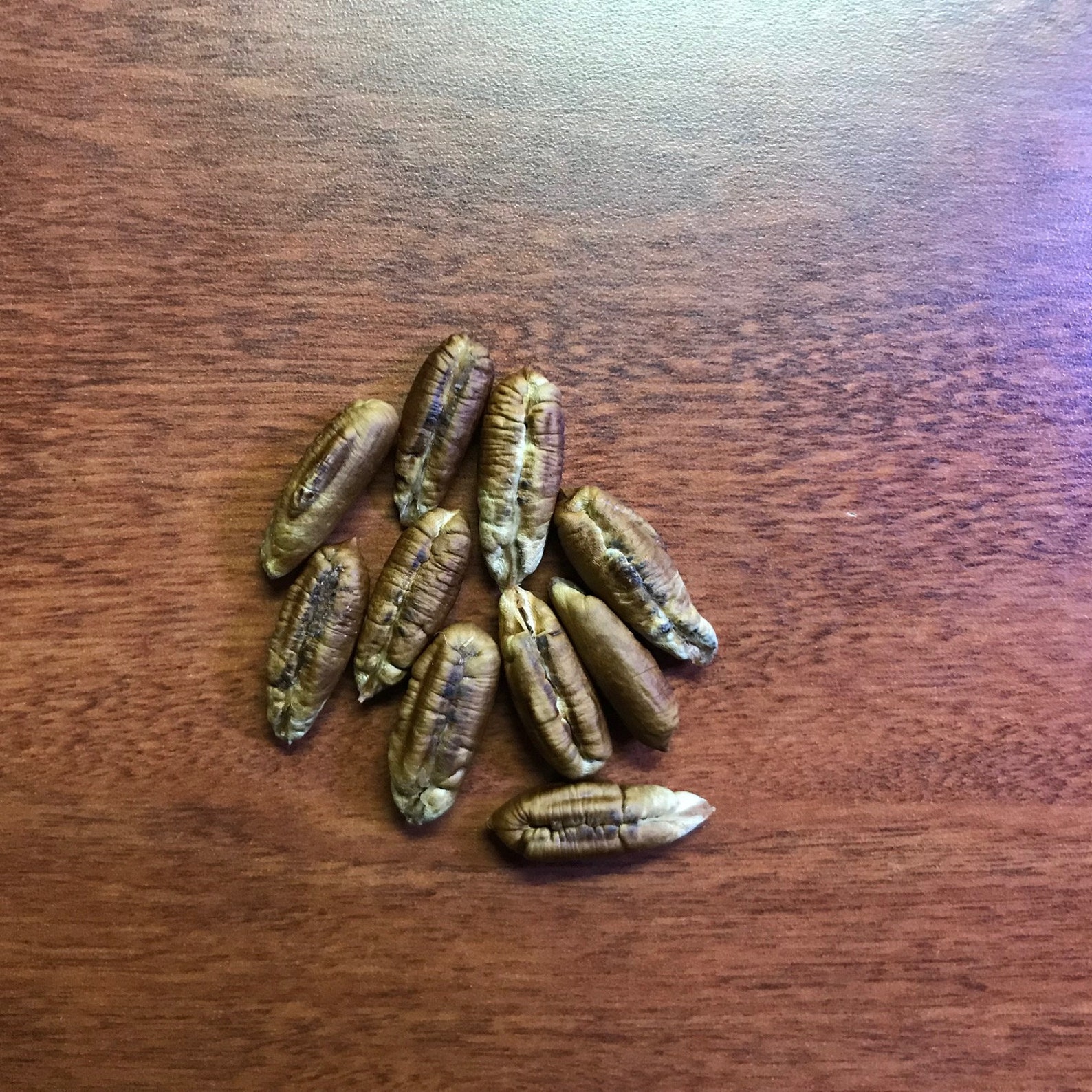 15+ Medjool Date Palm Phoenix Dactylifera Seeds - Etsy