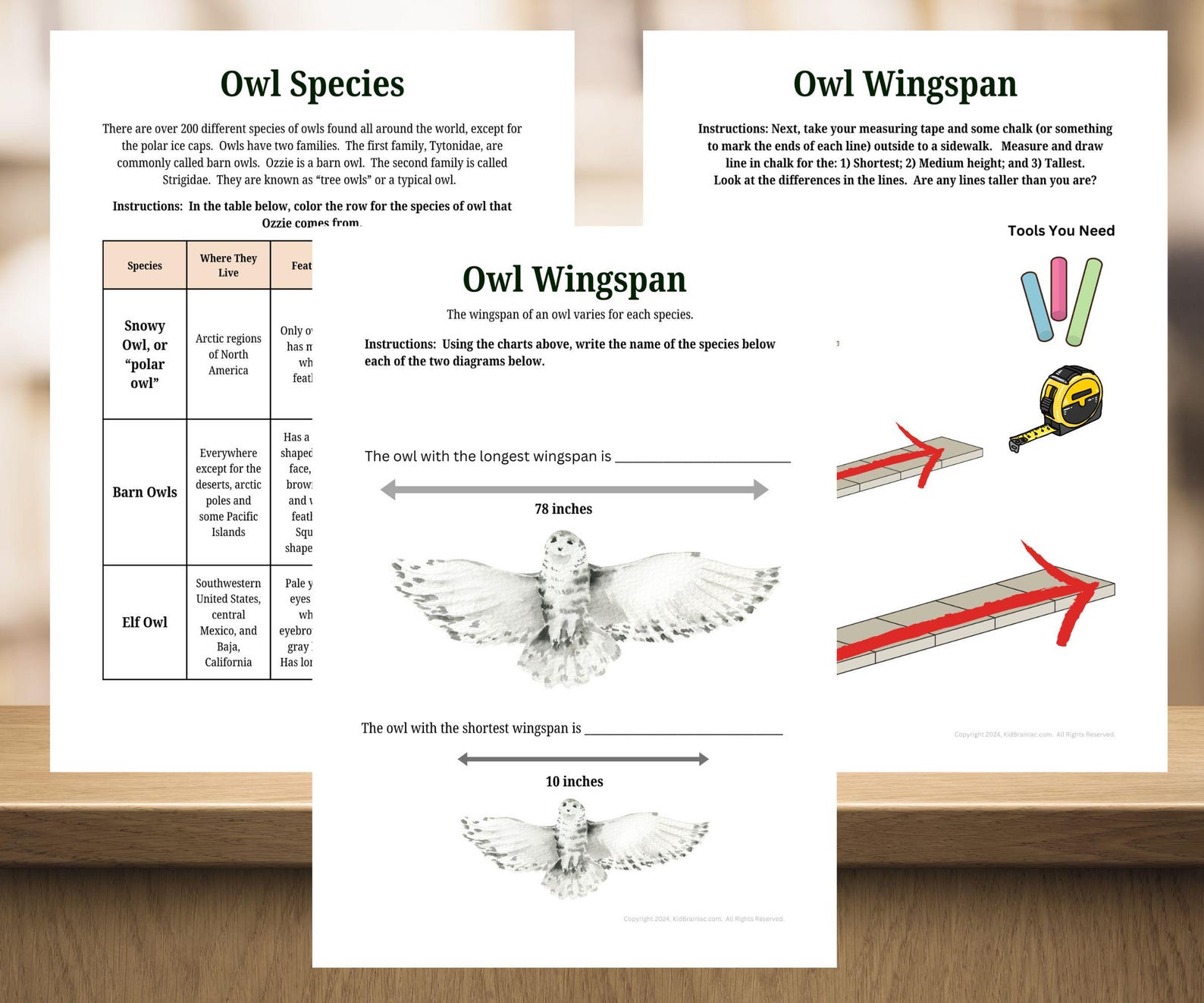 Ozzie the Owl Printable Study Unit Storybook Reading Activity Book ...