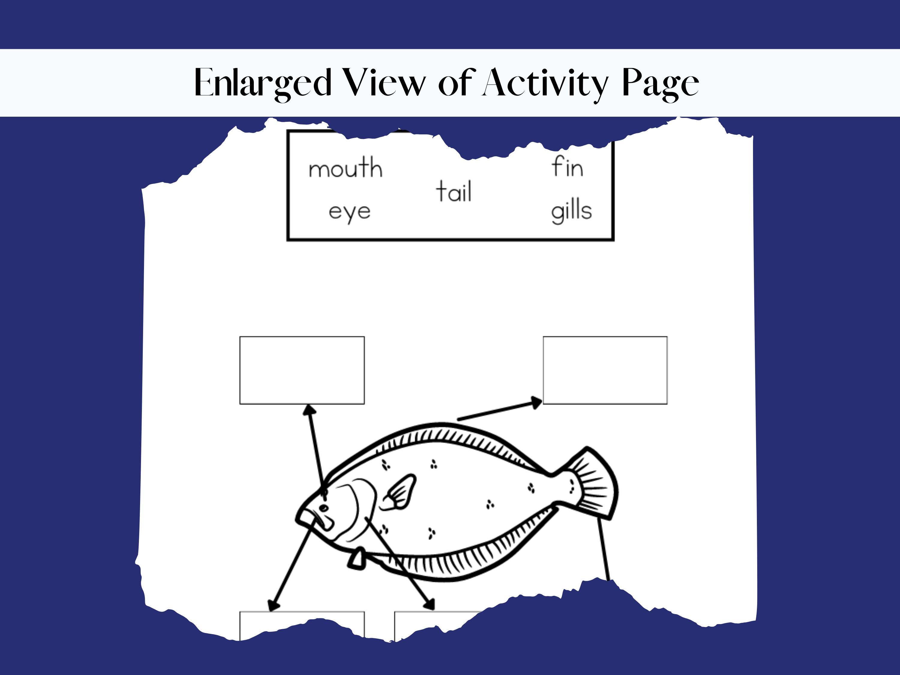 First Grade Science PRINTABLE Activity Book Earth Sciences Lifecycles ...