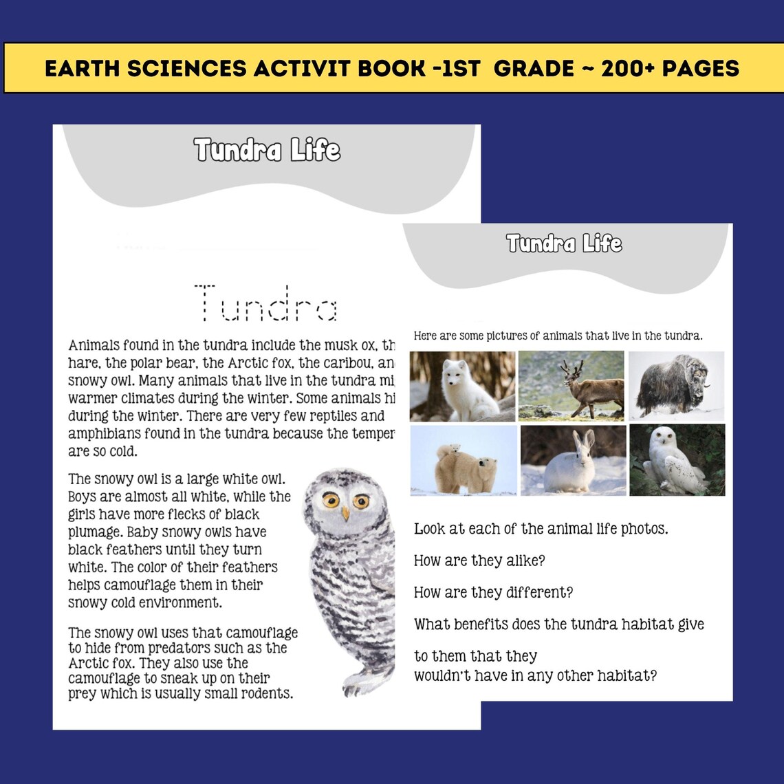 First Grade Science PRINTABLE Activity Book Earth Sciences Lifecycles ...