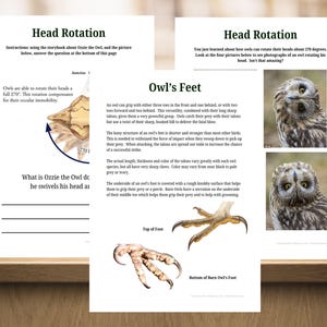 Ozzie the Owl Printable Study Unit Storybook Reading Activity Book ...