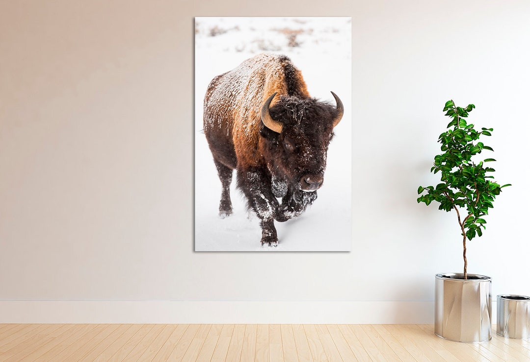 Buffalo in Snow Canvas Wall Art Majestic Bison Art Print Farmhouse ...