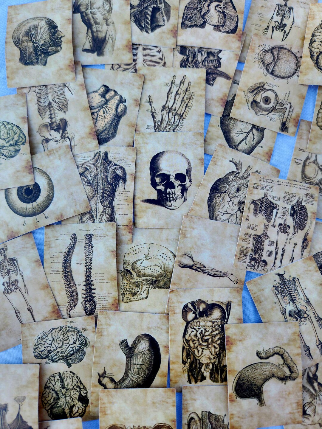 50pcs Human Anatomy Stickers | Medical Body Organ Stickers | Science ...