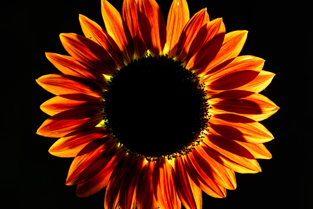 Sunflower - Digital File for You to Have Printed to Fit Your Needs - Etsy