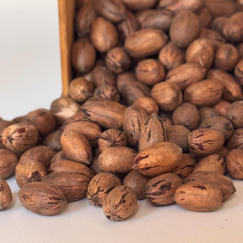 Pecan Shells No Nuts - Etsy