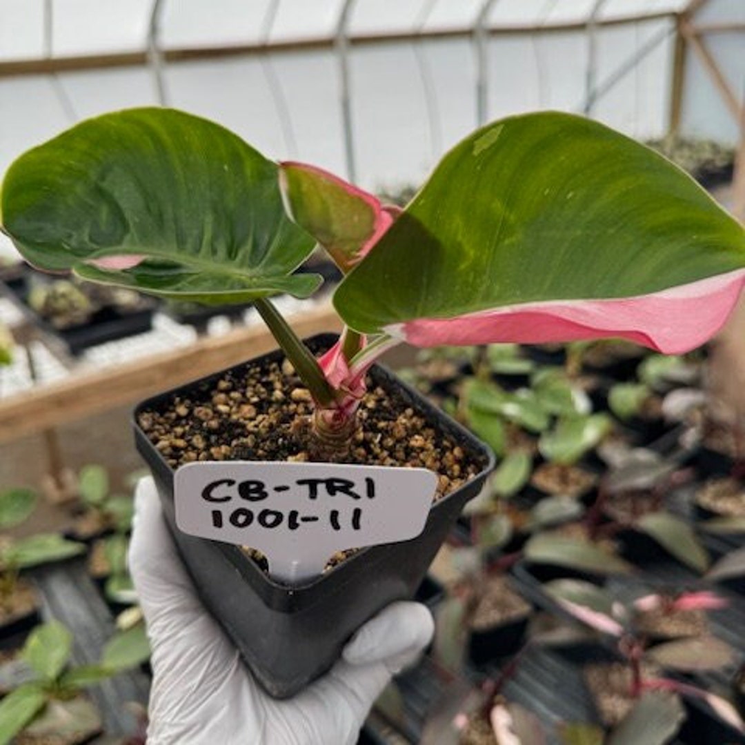 Tricolor White Princess Philodendron With Pink - CB-TRI-1001-11 - Etsy