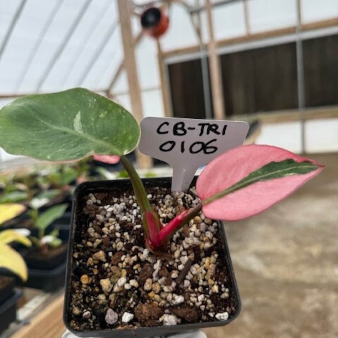 Tricolor White Princess Philodendron With Pink CB-TRI-0106 - Etsy