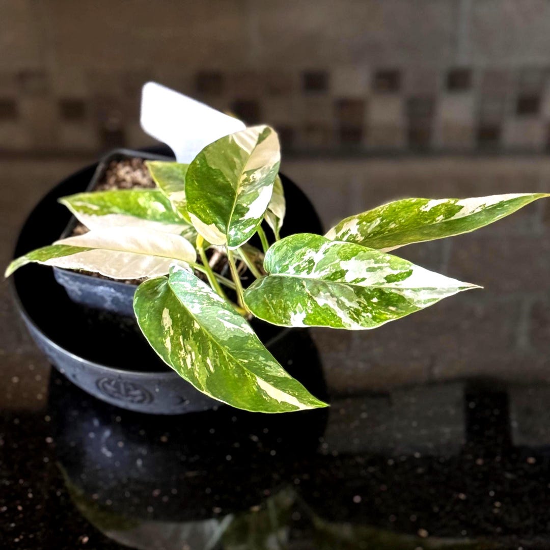 Epipremnum Pinnatum – 4” Rooted Live Plant | Easy Care Aroid (tag # CB ...