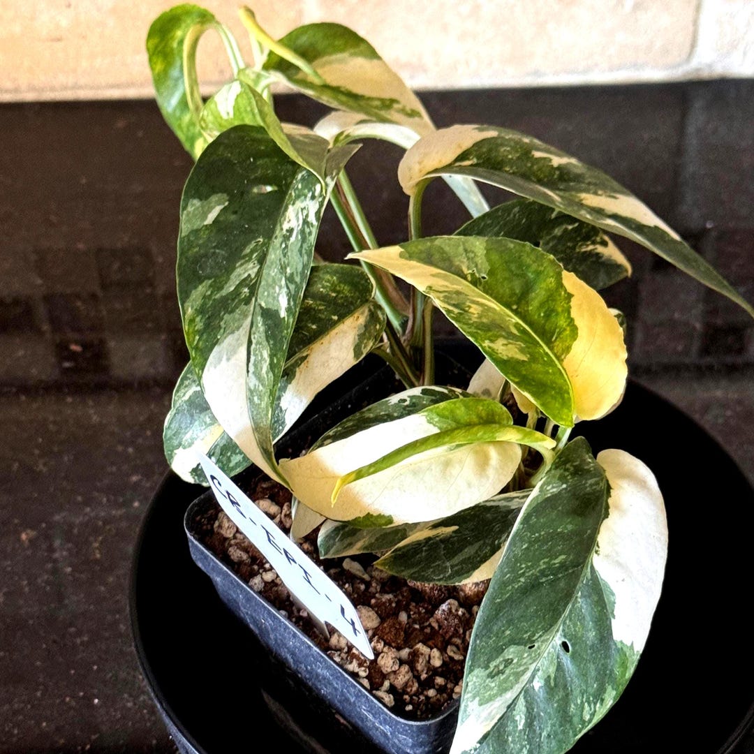 Epipremnum Pinnatum – 4” Rooted Live Plant | Easy Care Aroid (tag # CB ...