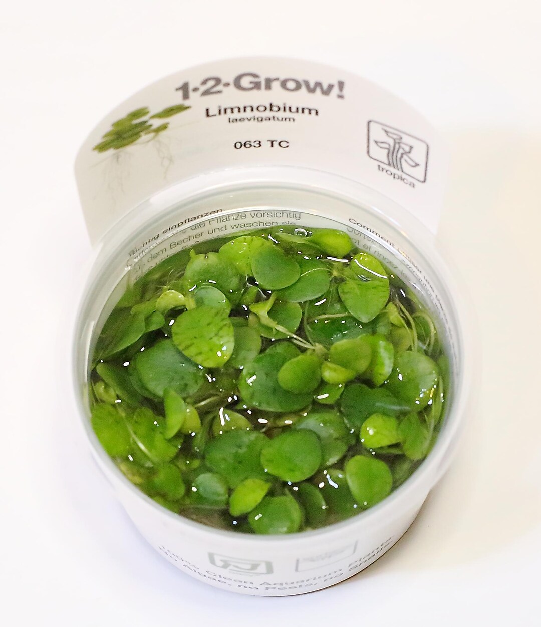 Aquarium Floating Plant, Limnobium Laevigatum, Frogbit - Etsy