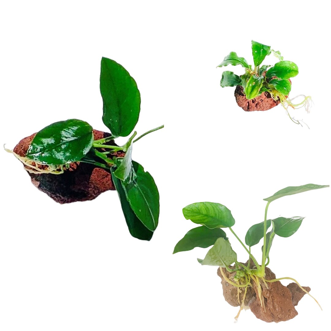 Buce and Anubias on Real Lava Rock Surprise Bundle - Etsy Canada