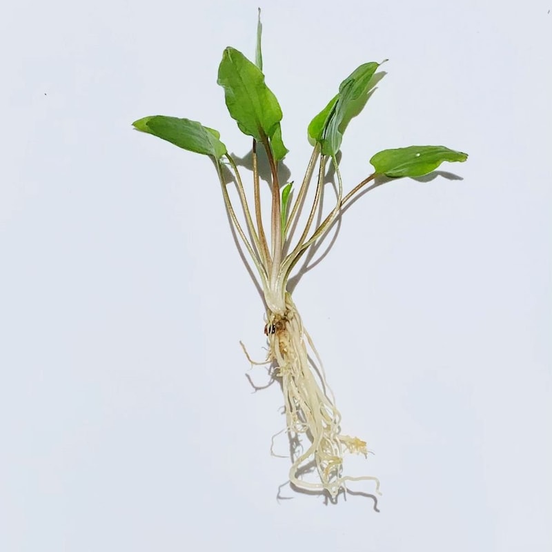 Pink Cryptocoryne - Etsy Canada