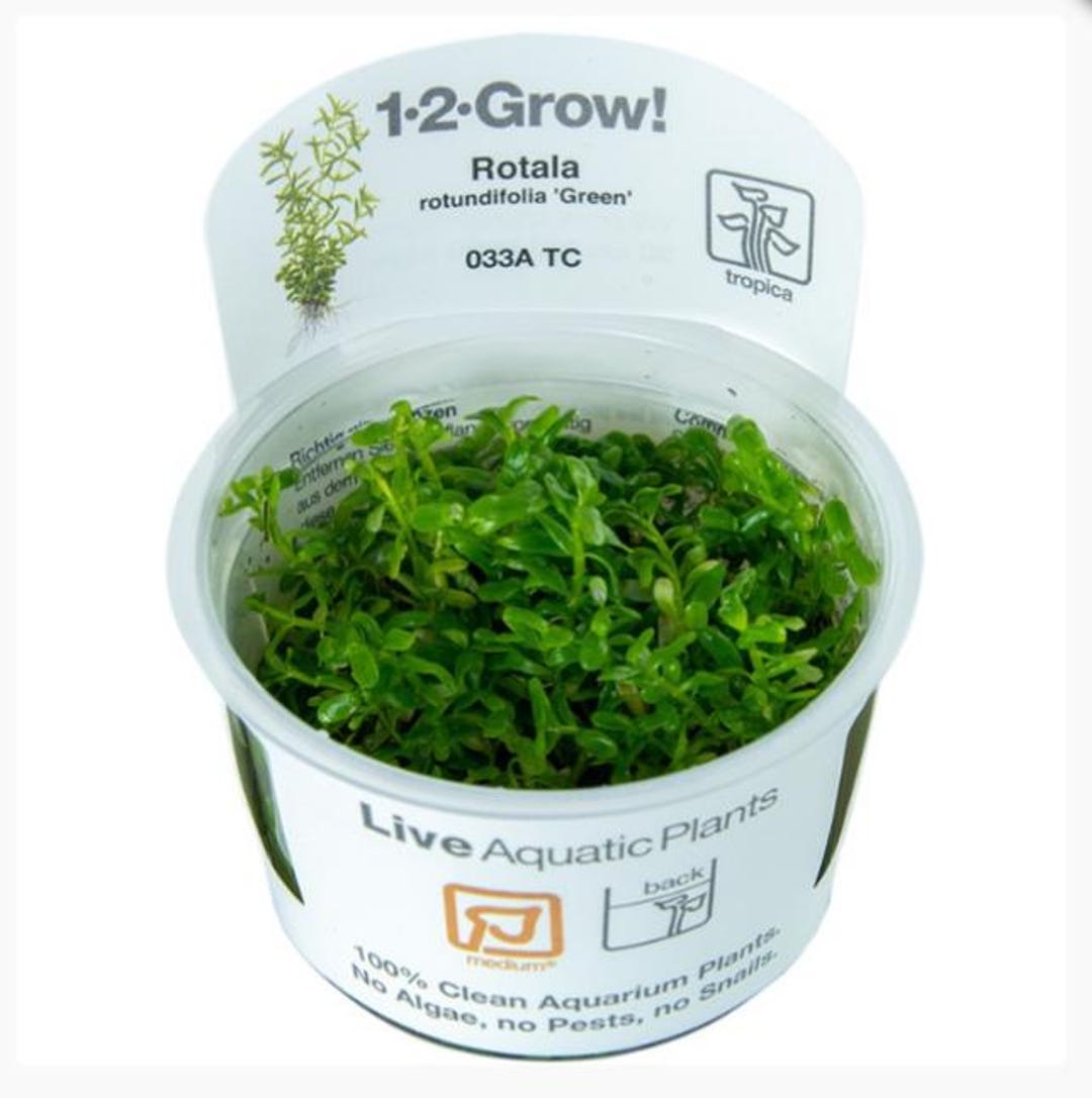Rotala Rotundifolia 'green-live Aquarium Midground Plant, Easy to Grow ...