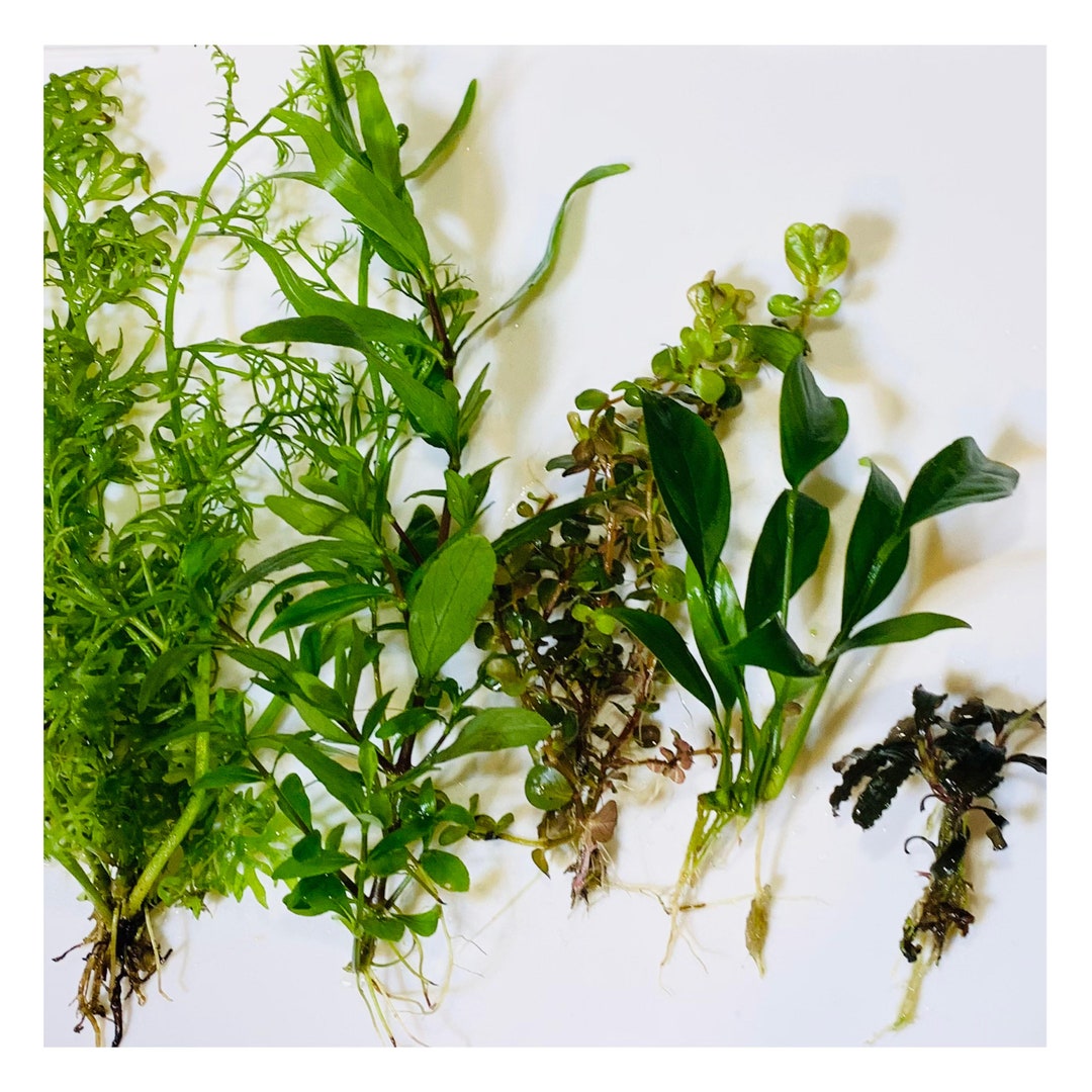 Easy 5 Aquatic Plant Bundle - Etsy