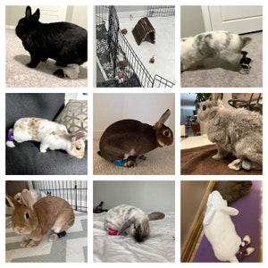 Size: Medium Rabbit Hock Socks (2-way Straps) - Etsy