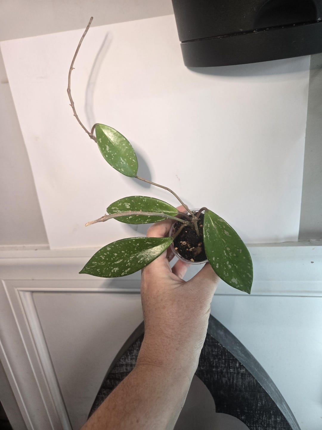 Hoya Pink Silver Splash Actively Growing Pubicalix Sun Stresses Pink ...