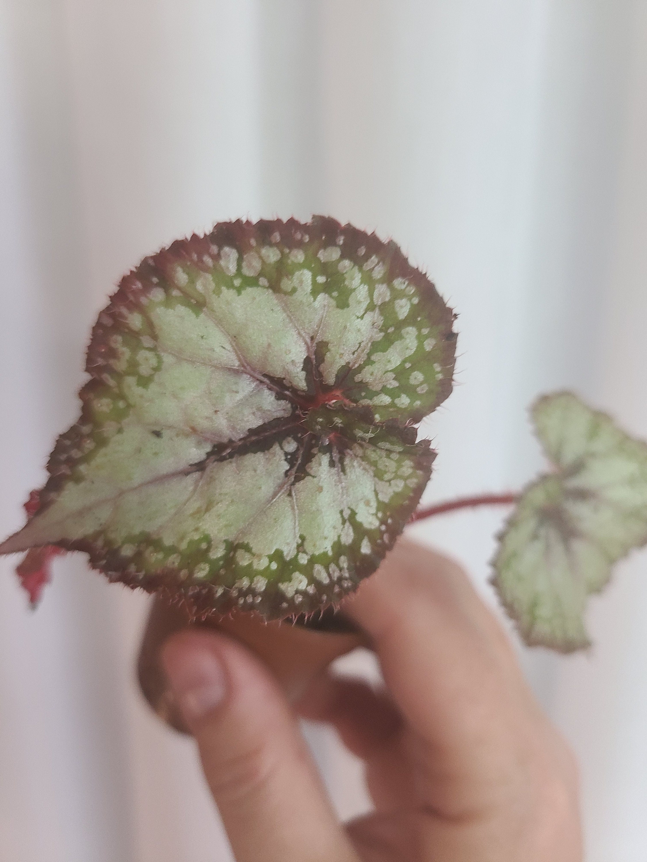 Silver Persian Swirl Begonia - Etsy