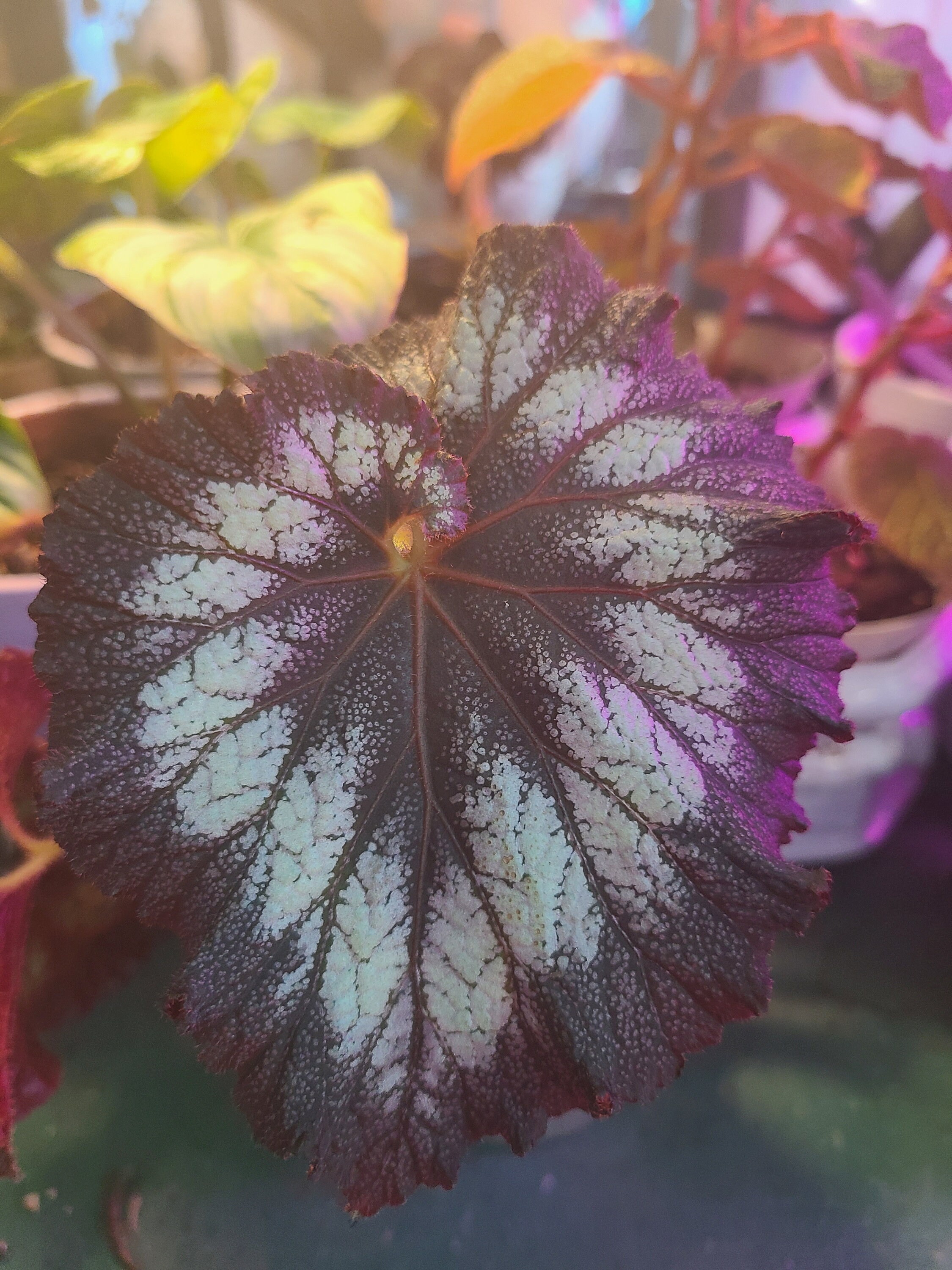Silver Persian Swirl Begonia - Etsy