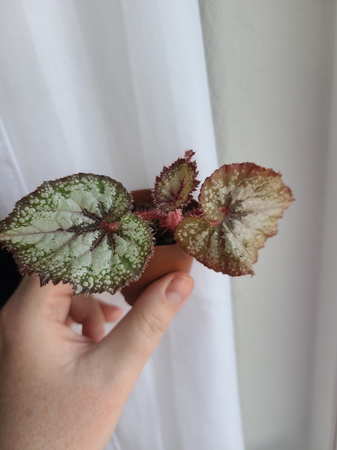 Silver Persian Swirl Begonia - Etsy