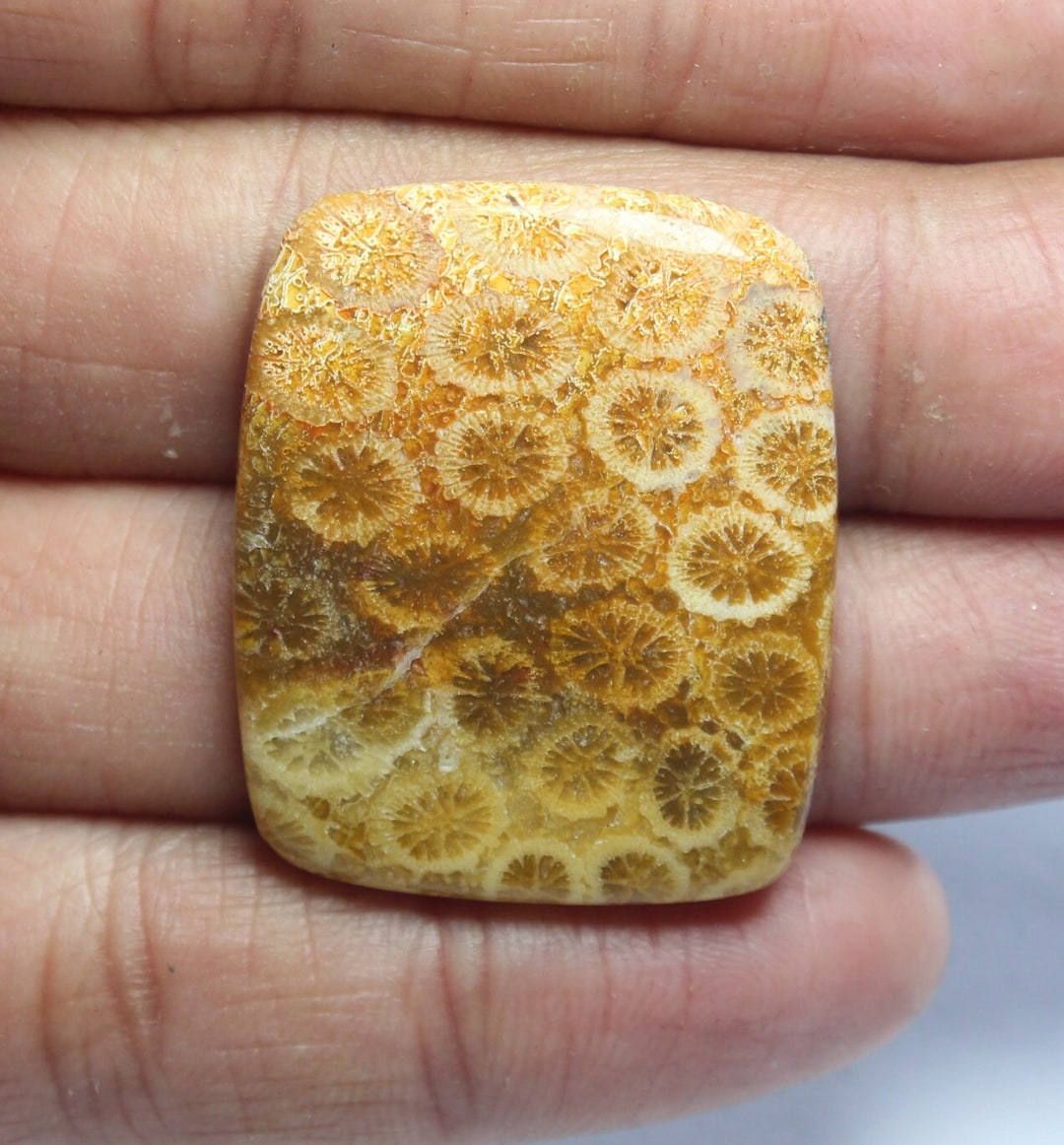 Designer Natural Fossil Coral Gemstone, High Quality Fossil Coral ...