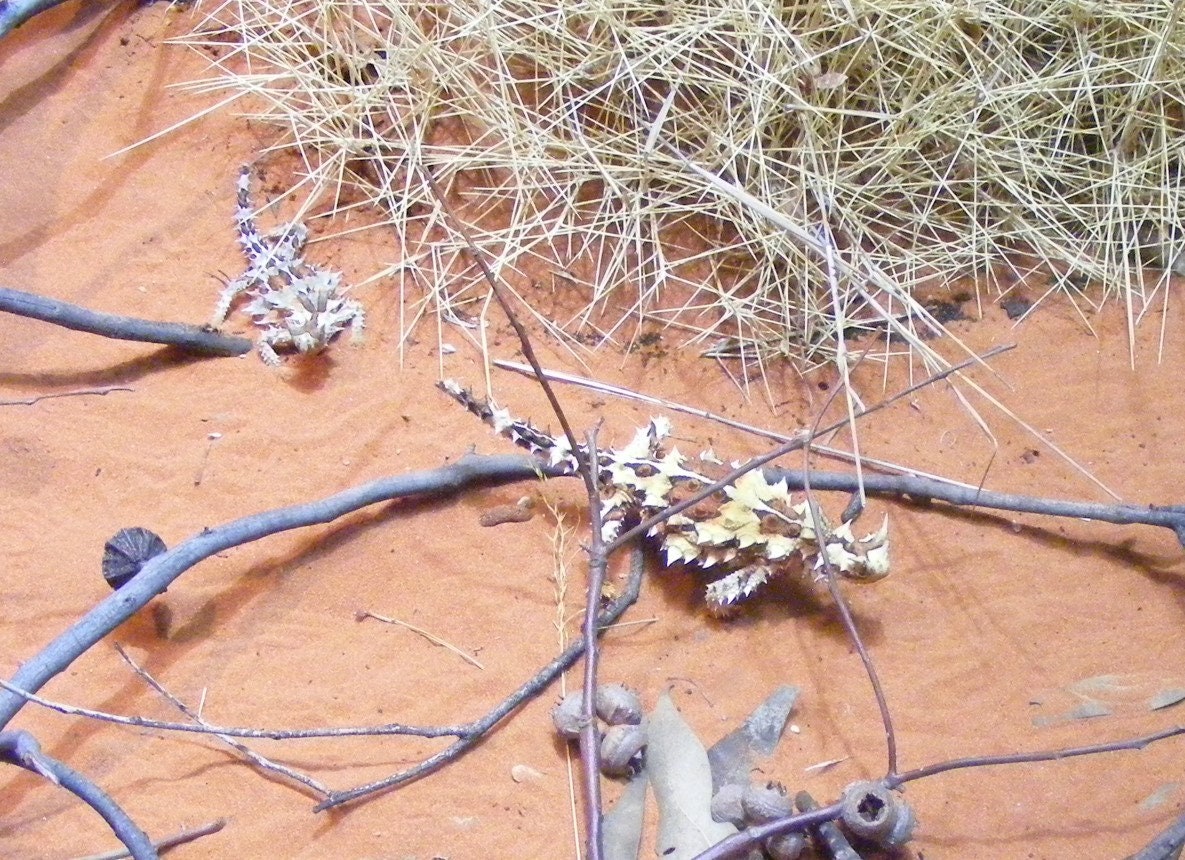Lizard Table Set - Etsy