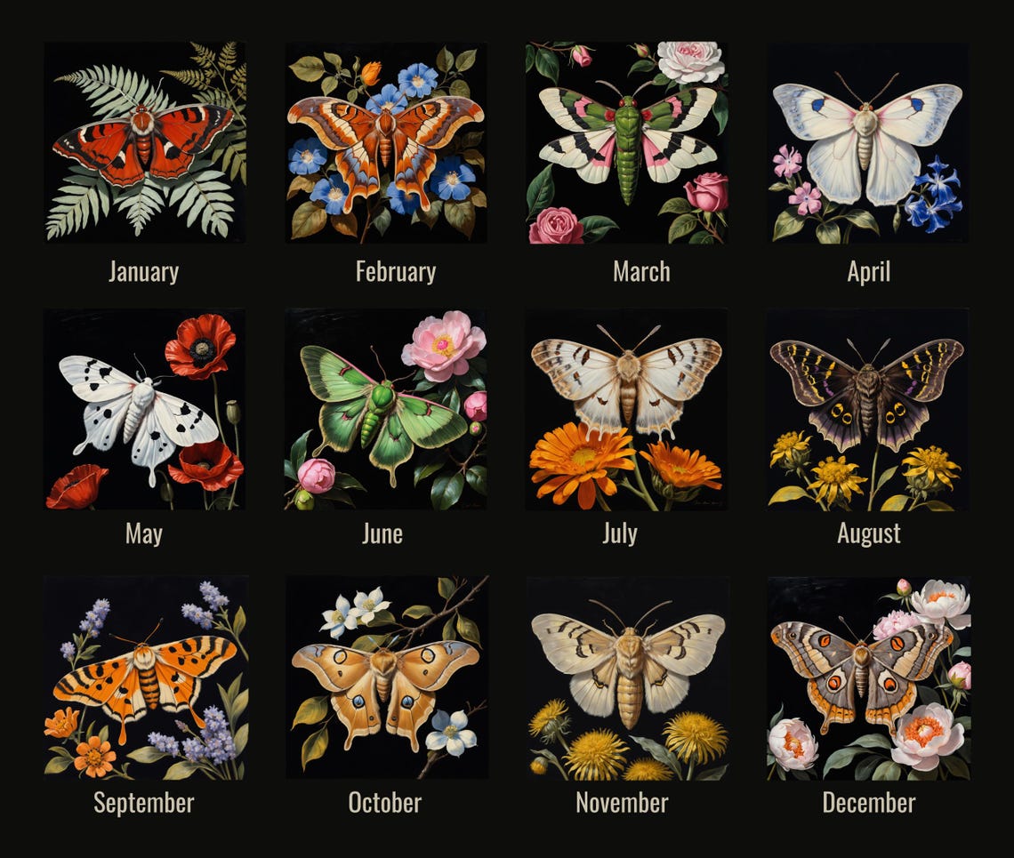 2025 Moth Wall Calendar Square Wall Calendar Illustrated 12 Month ...