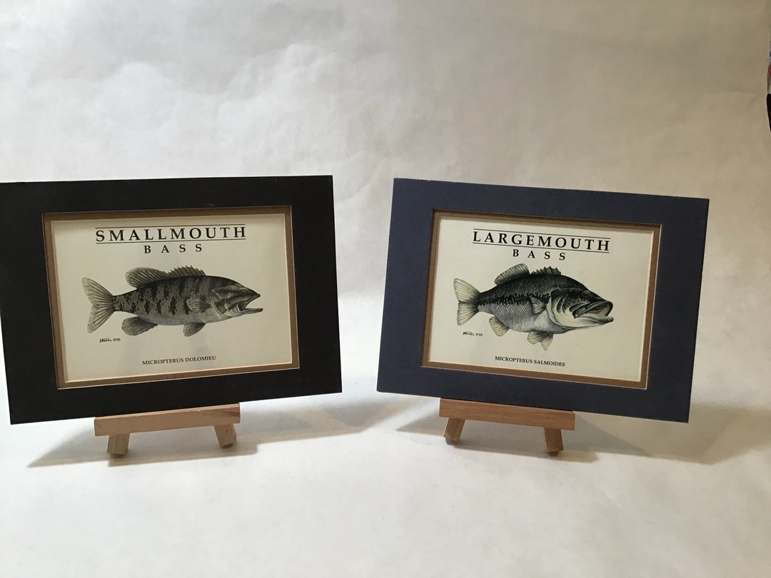 Vintage Small & Largemouth Bass Prints Matted and Ready to - Etsy