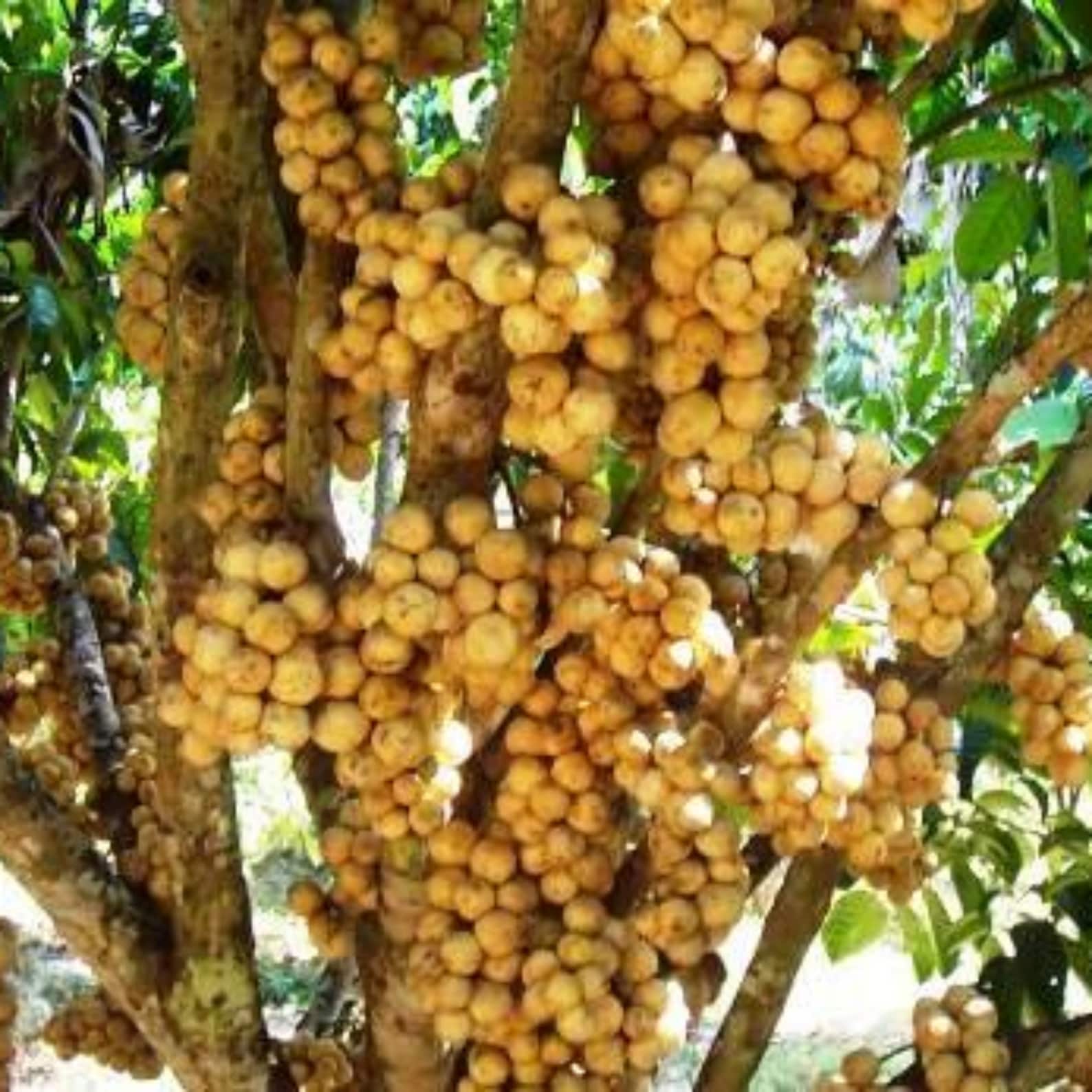 Langsat Lanzones Seeds lansium Parasiticum Live Plant - Etsy