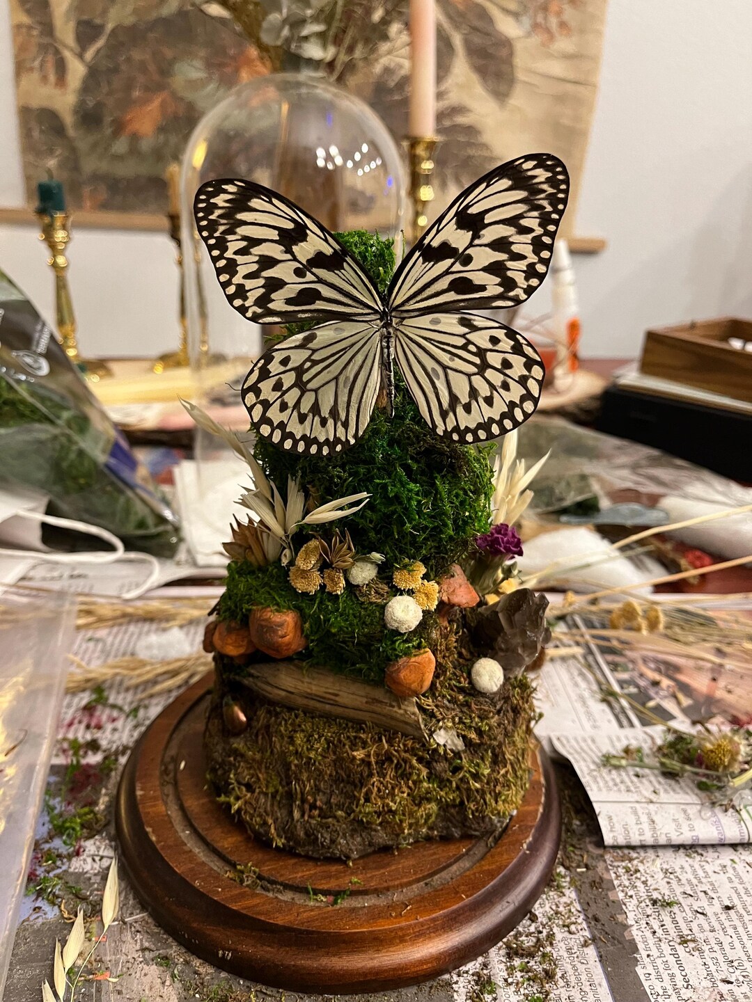 Butterfly Atrium Terrarium - Oddities and Curiosities Insect Moss Dried ...