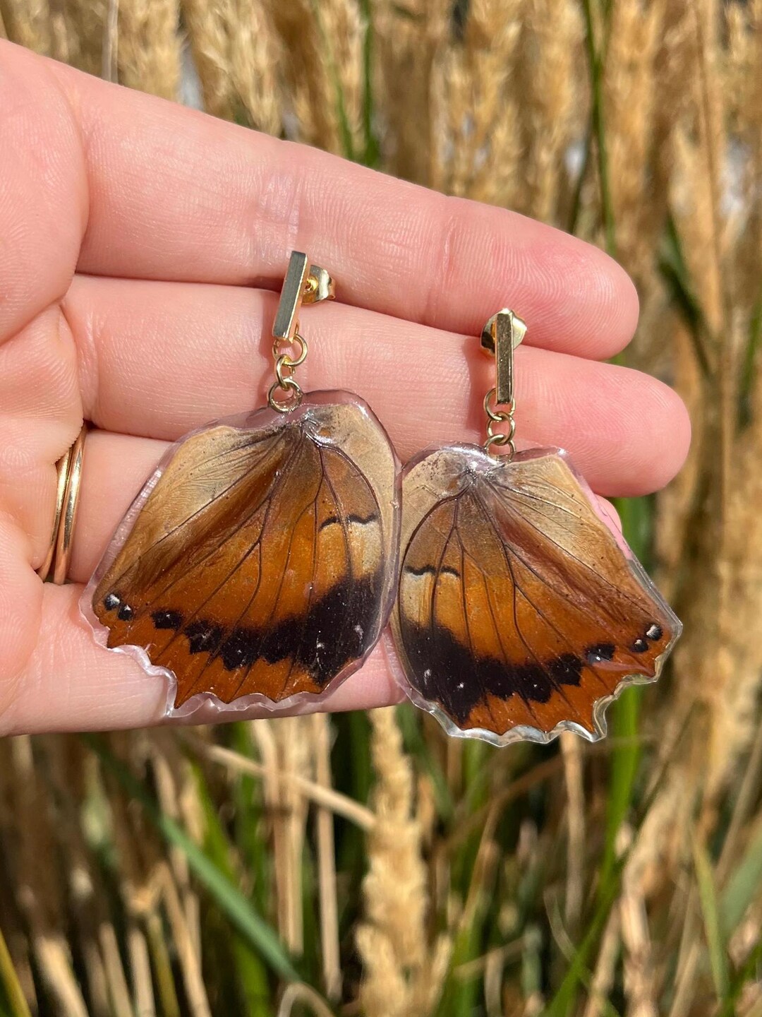 REAL BUTTERFLIES Encased Butterfly Wings - Etsy